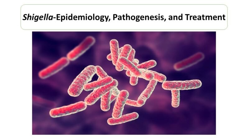 Shigella-Epidemiology, Pathogenesis, and Treatment - Microbiology Notes