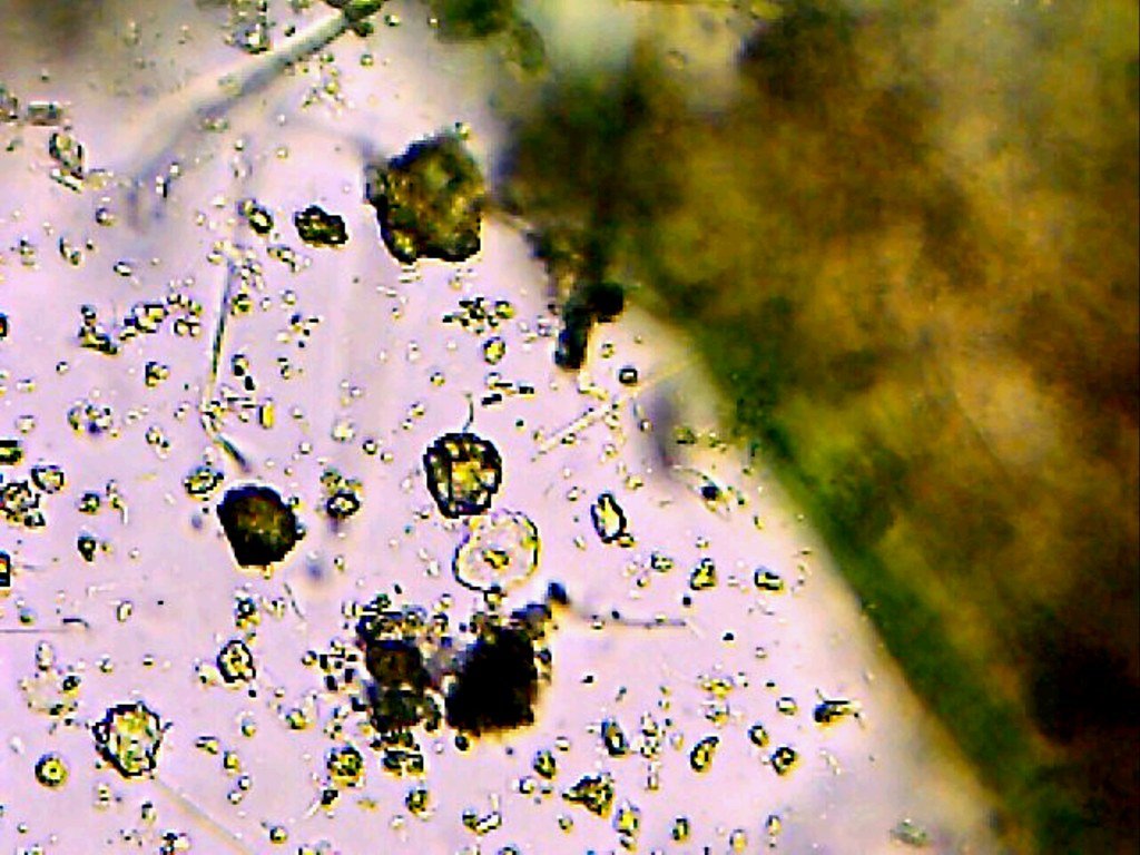 Sulfur Cycle: Introduction, Steps and Diagram - Microbiology Notes