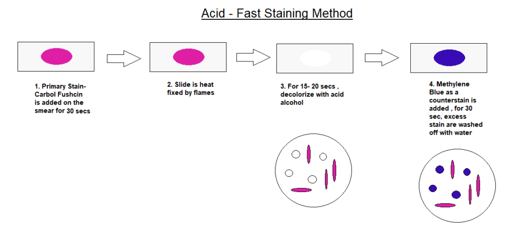 Different Staining Methods used in Microbiology - Microbiology Notes