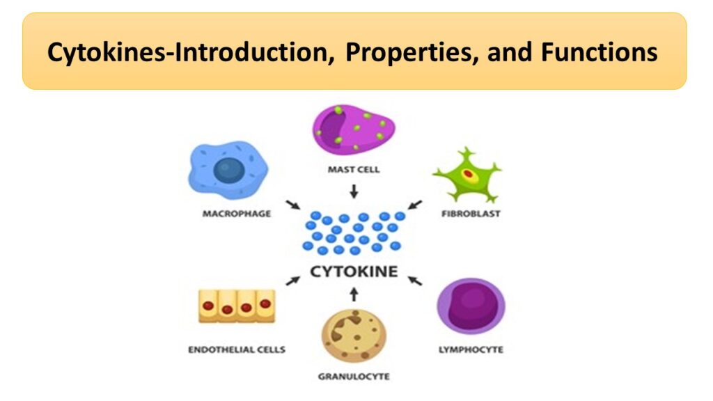 Cytokines-Introduction Properties and Functions - Microbiology Notes Cytokines-Introduction Properties and Functions - Microbiology Notes