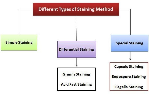 Different Staining Methods used in Microbiology - Microbiology Notes