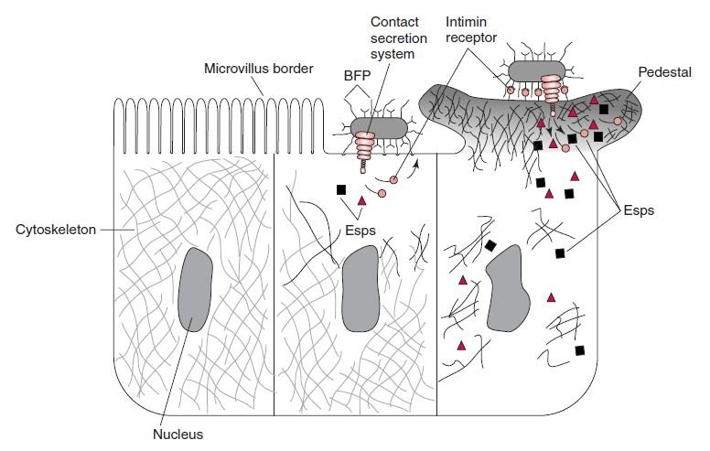 E.coli-Epidemiology, Pathogenesis and Treatment - Microbiology Notes