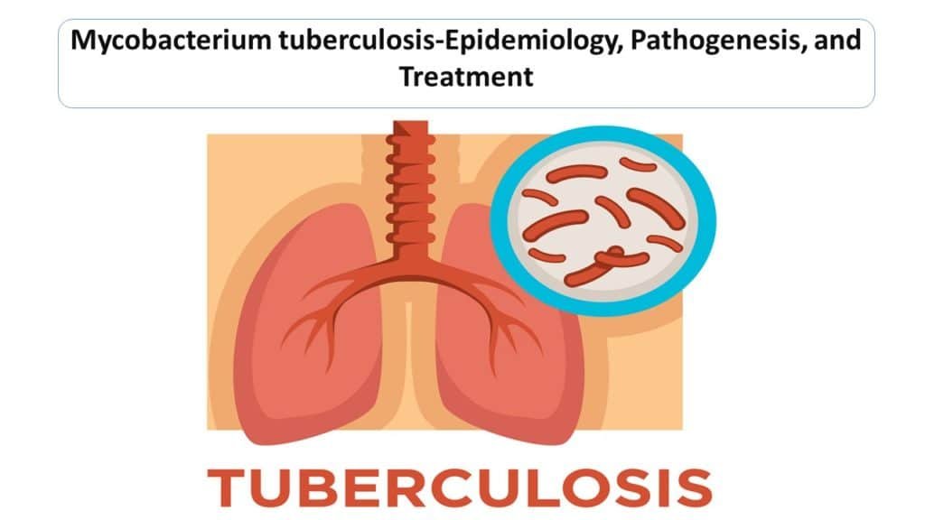 Structure of Mycobacterium tuberculosis - Microbiology Notes