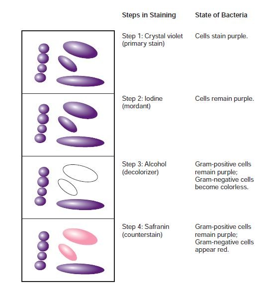 Different Staining Methods used in Microbiology - Microbiology Notes