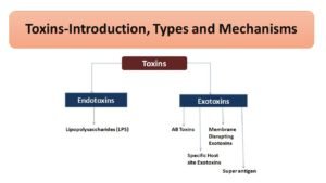 Toxins-Introduction Types and Mechanisms - Microbiology Notes
