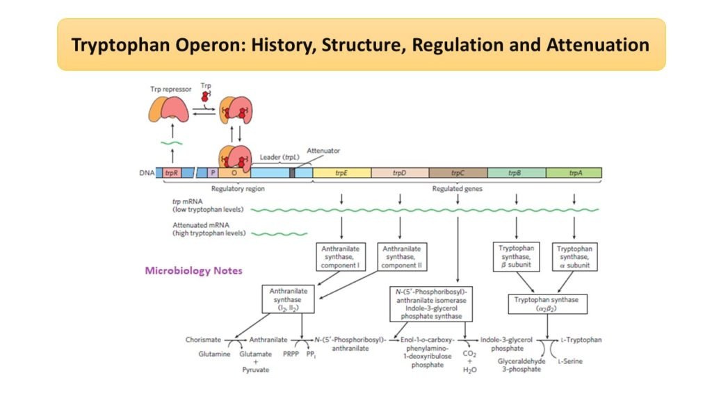 Definition and structure of operon - Microbiology Notes