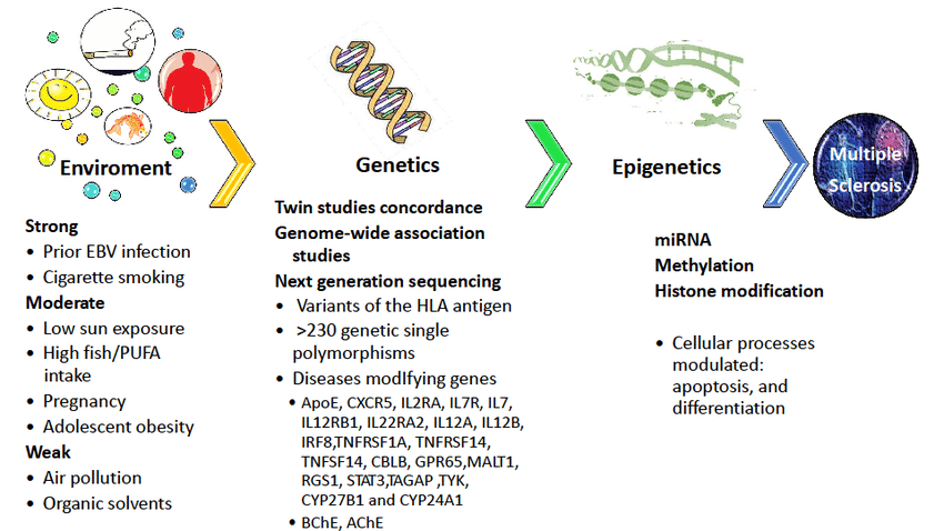 Multiple Sclerosis: Introduction, Symptoms, Causes and Diagnosis