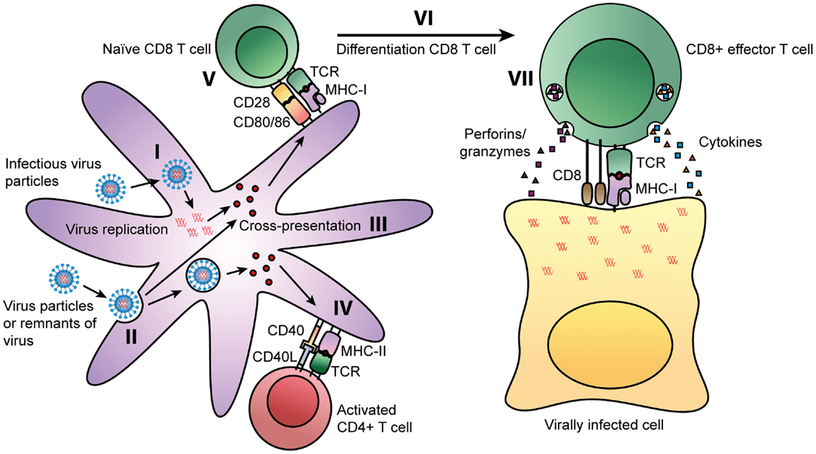 Virology: Introduction, Virus classification and Viral diseases