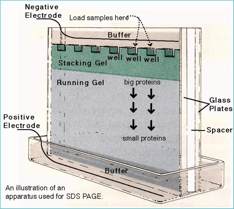 SDS-PAGE: Introduction, Principle, Working and Steps
