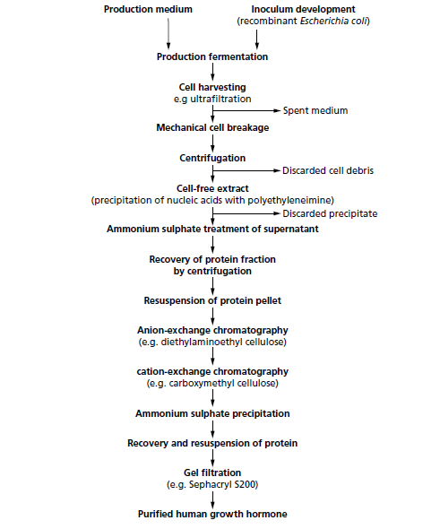 Human growth hormone (somatotrophin) production