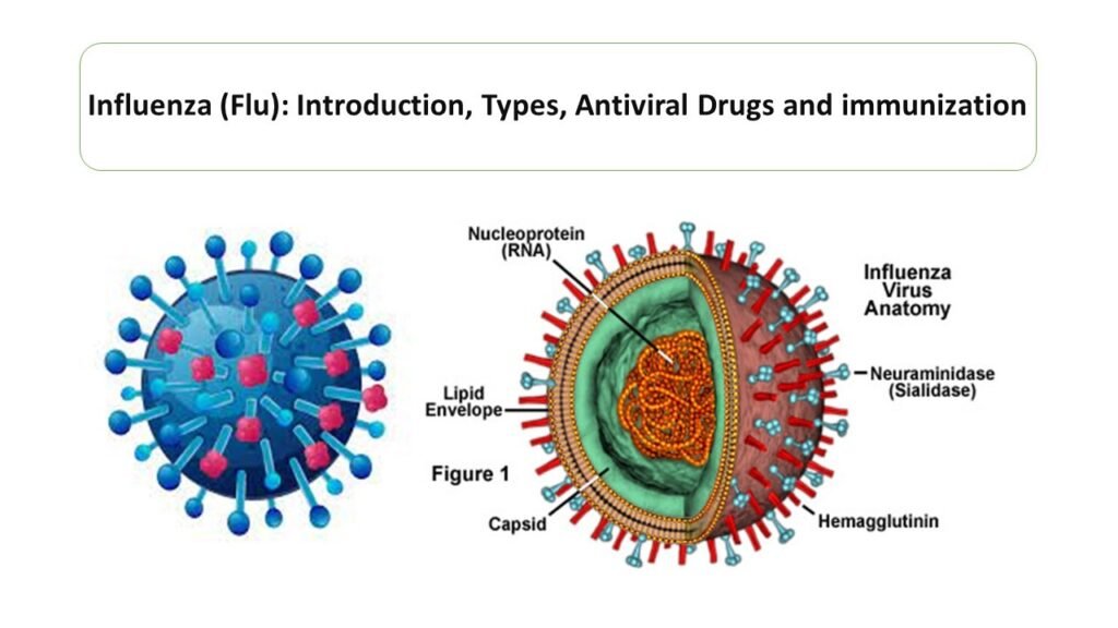 Influenza is a respiratory system disease - Microbiology Notes