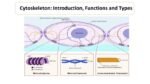 Cytoskeleton Functions - Microbiology Notes