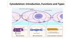 Cytoskeleton Functions - Microbiology Notes