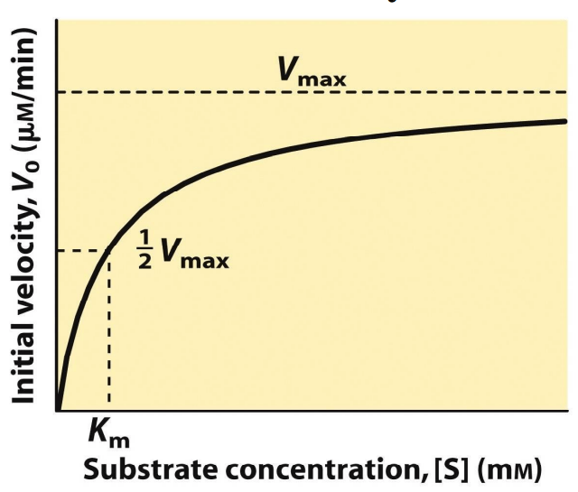 Enzyme Kinetics: Understanding the Rate of Enzyme-Catalyzed Reactions