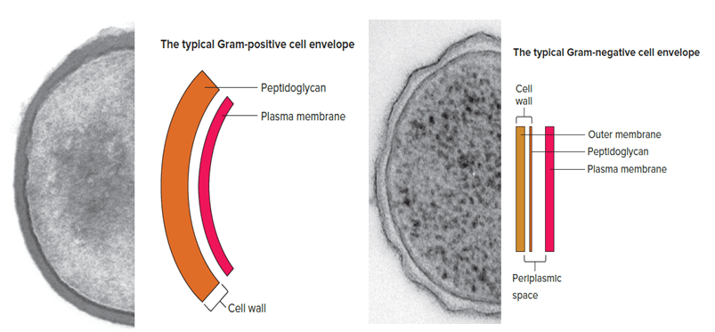 Bacterial Cell Walls - Microbiology Notes