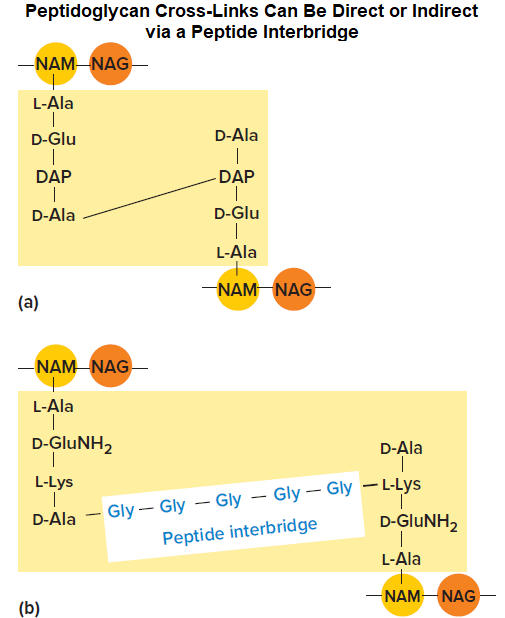 Bacterial Cell Walls - Microbiology Notes
