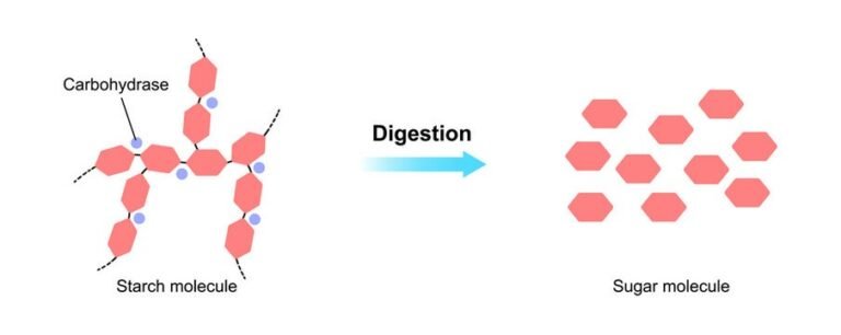 Exploring the Role of Starch Processing Enzymes in Carbohydrate Breakdown