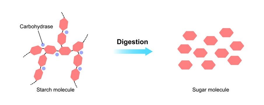 Exploring the Role of Starch Processing Enzymes in Carbohydrate Breakdown