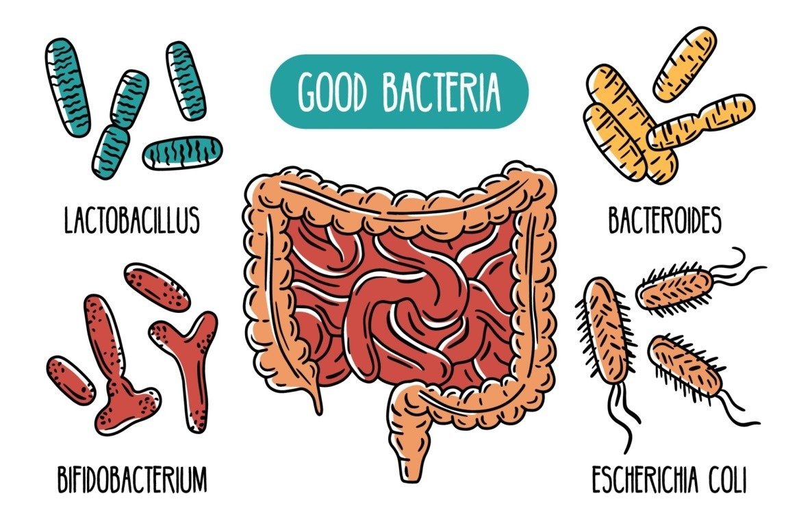 Beneficial Bacteria in Human Gut: An Overview - Microbiology Notes
