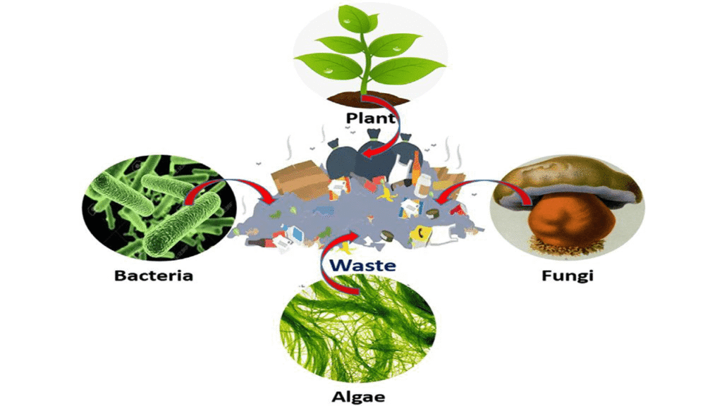 Bioremediation: Definition, Types, Process and Application ...