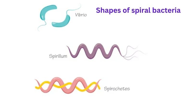 Spirillum: Structure, Classification, and Role in Disease ...