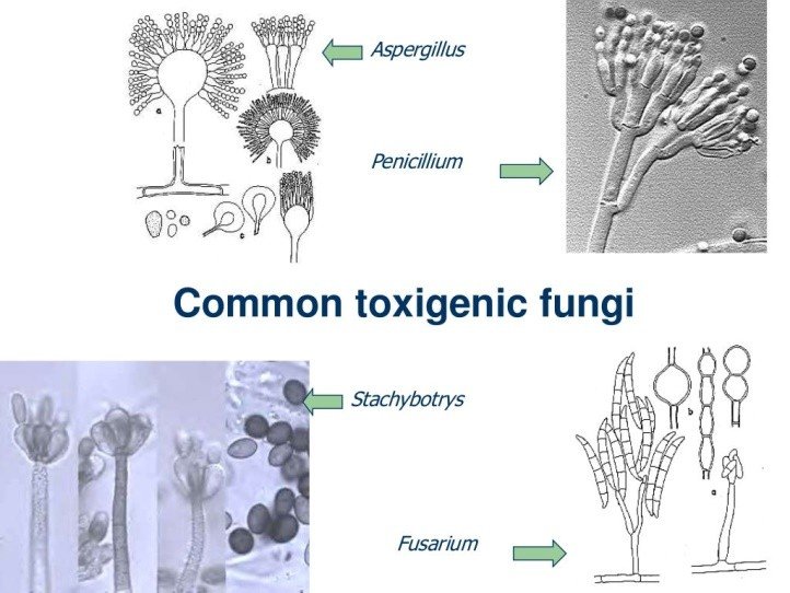 Mycotoxins: A Comprehensive Overview for Agriculture and Food Safety