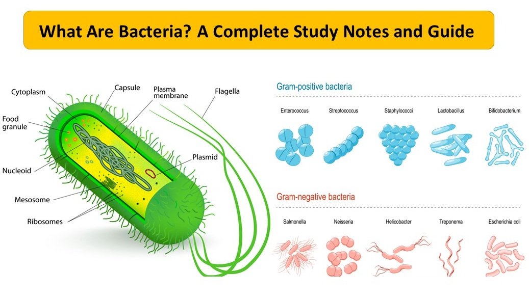 Bacterial structure - Microbiology Notes