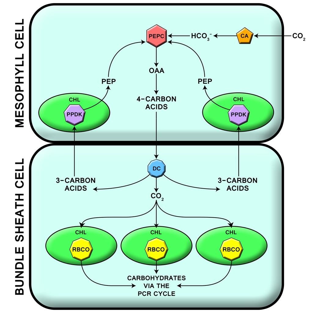 C4 Pathway (Hatch–Slack Pathway): Complete Explanation - Microbiology Notes
