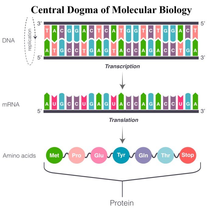 Central Dogma of Molecular Biology: Replication, Transcription, and ...