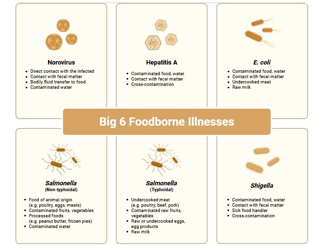 Food Poisoning: Causes, Common Bacteria, Symptoms & Prevention ...